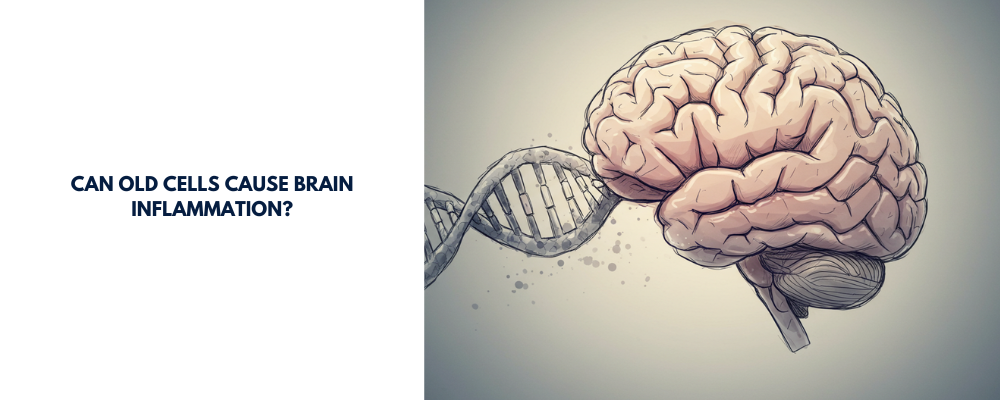 Can Old Cells Cause Brain Inflammation? | HEREAT
