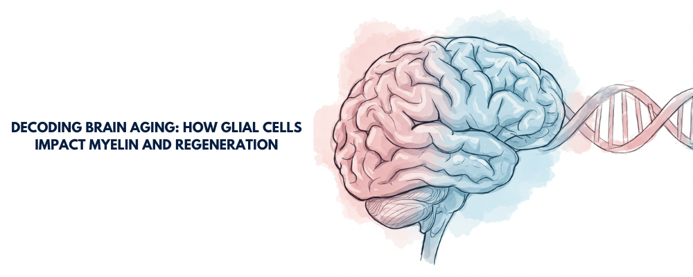 Decoding Brain Aging: How Glial Cells Impact Myelin and Regeneration ...