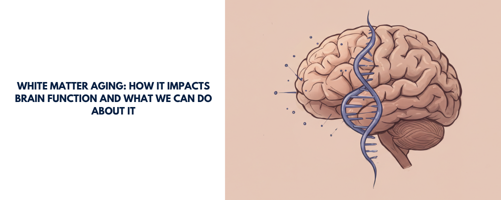 White Matter Aging: How it Impacts Brain Function and What We Can Do ...