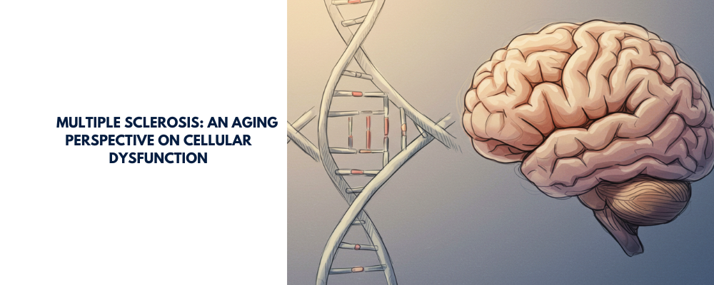 Multiple Sclerosis: An Aging Perspective on Cellular Dysfunction | HEREAT