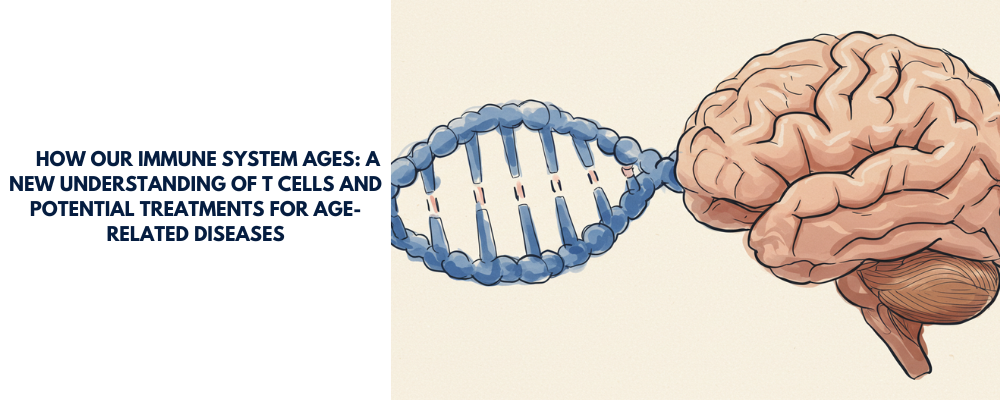 How Our Immune System Ages: A New Understanding of T Cells and ...